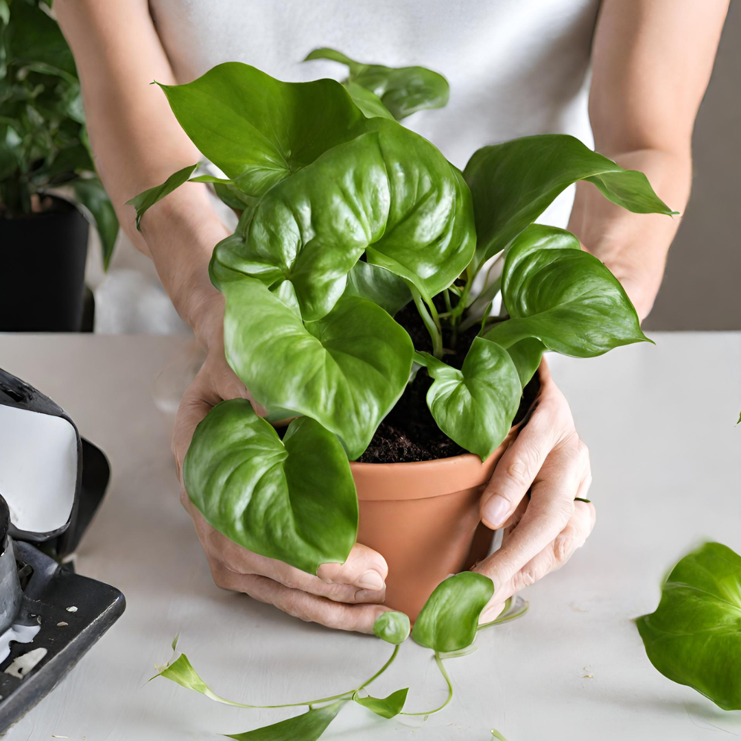 How To Repot A Pothos Plant – | Talk Plant To Me