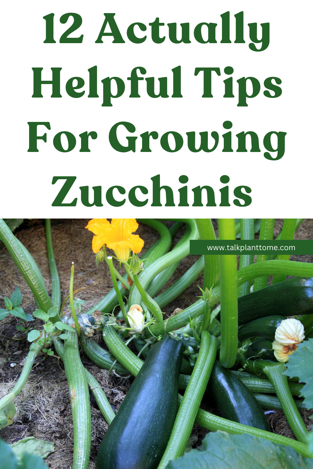 12 Actually Helpful Tips For Growing Zucchinis – | Talk Plant To Me