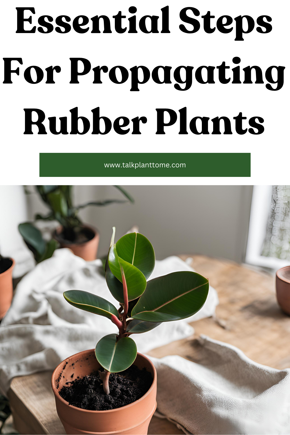 Essential Steps For Propagating Rubber Plants – | Talk Plant To Me