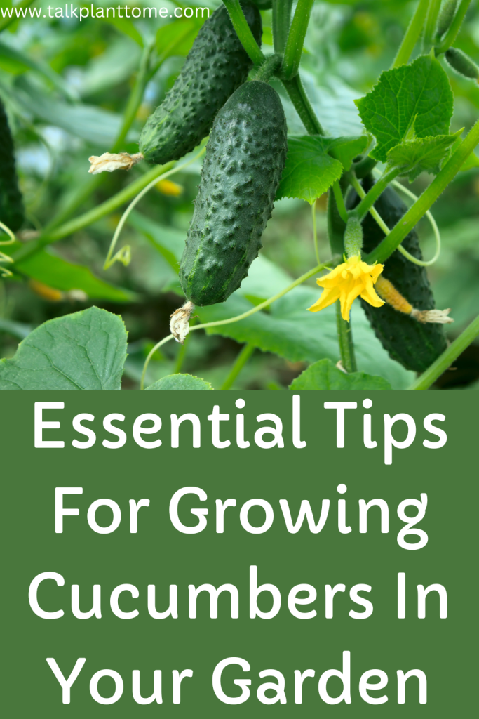 Essential Tips For Growing Cucumbers In Your Garden – | Talk Plant To Me