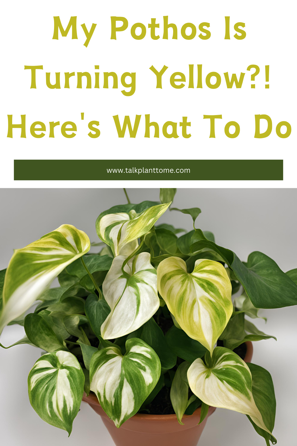 My Pothos Is Turning Yellow?! Here’s What To Do – | Talk Plant To Me