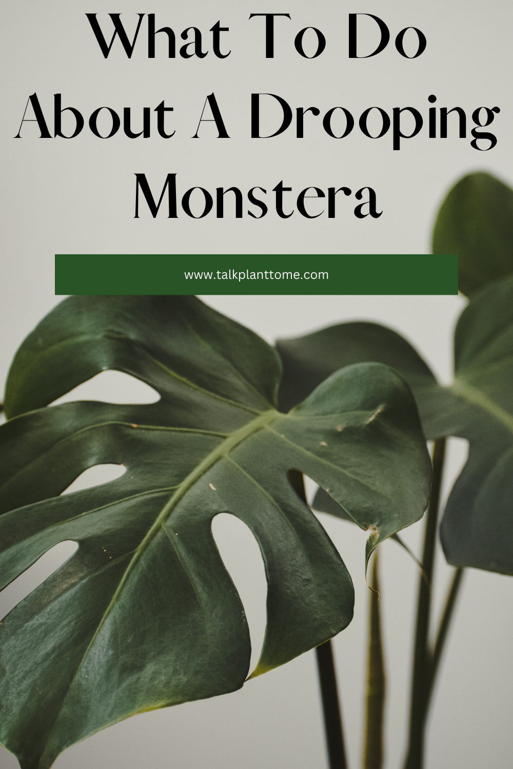 What To Do About A Drooping Monstera – | Talk Plant To Me