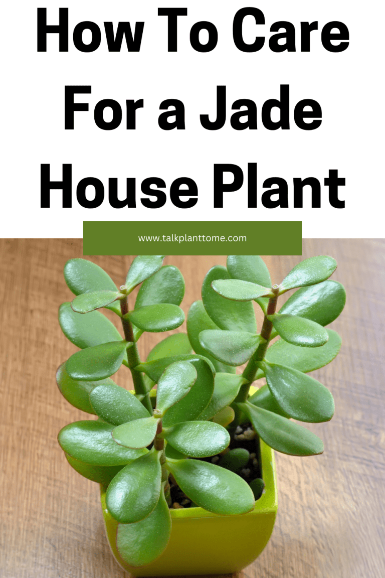 How To Care For a Jade House Plant – | Talk Plant To Me