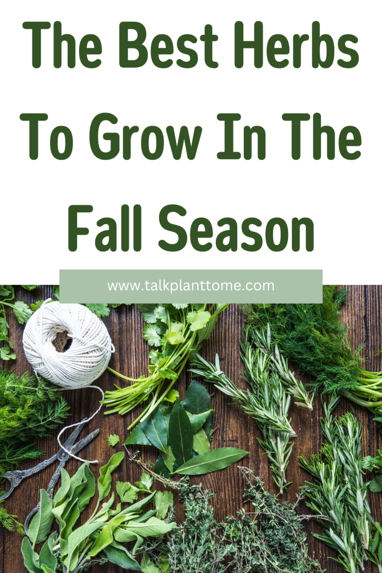 The Best Herbs To Grow In The Fall Season – | Talk Plant To Me