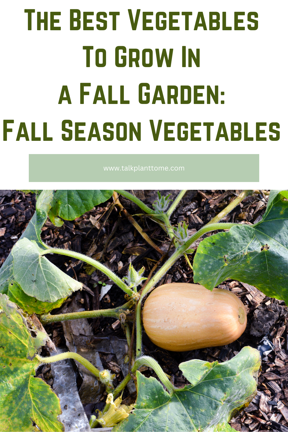 The Best Vegetables To Grow In a Fall Garden: Fall Season Vegetables ...