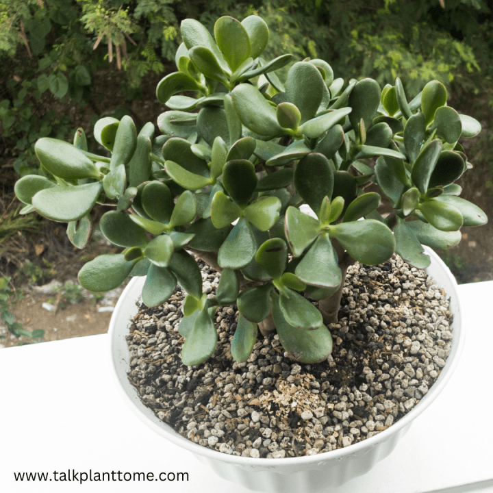 How To Care For a Jade House Plant – | Talk Plant To Me