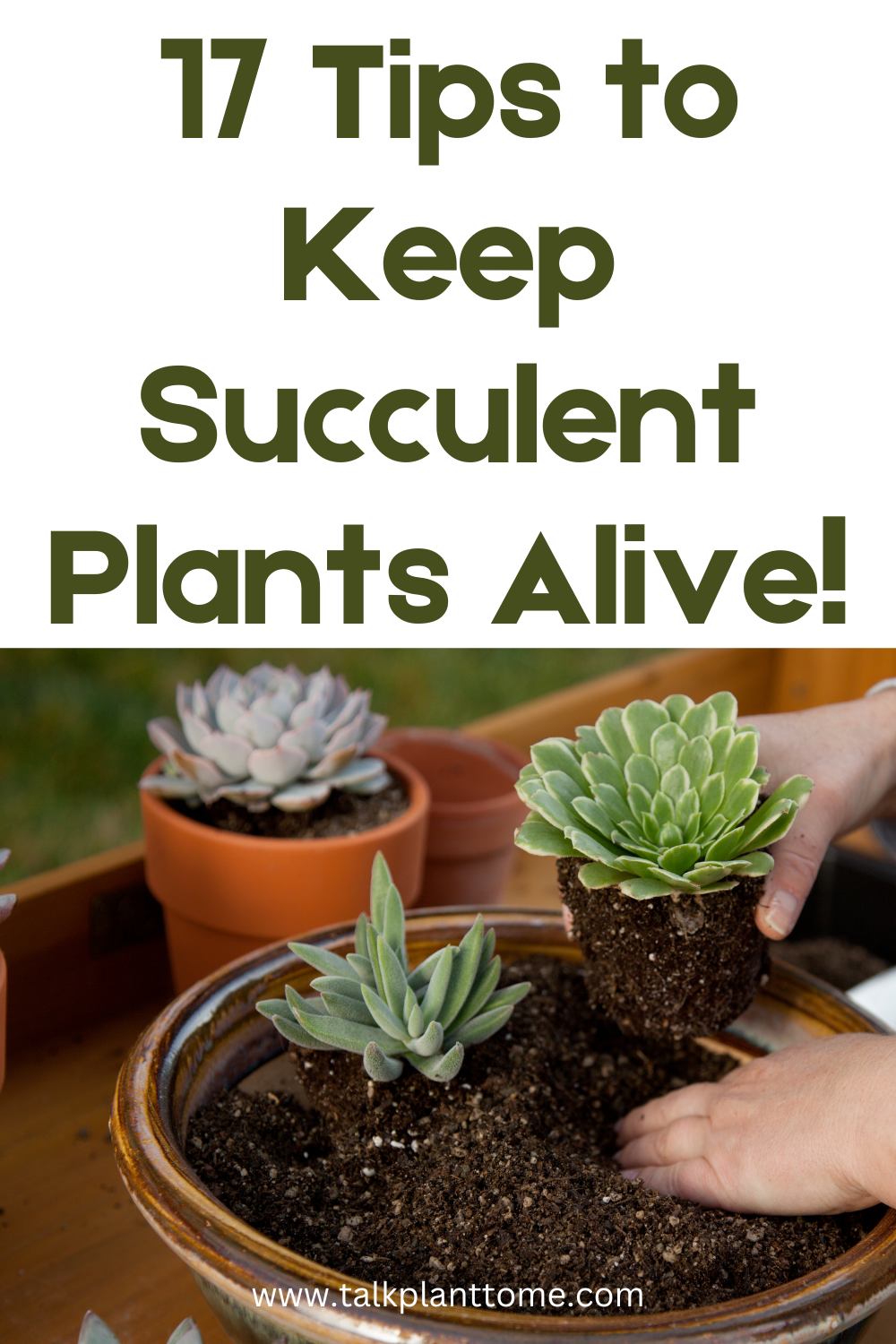 17 Tips to Keep Succulent Plants Alive! – | Talk Plant To Me