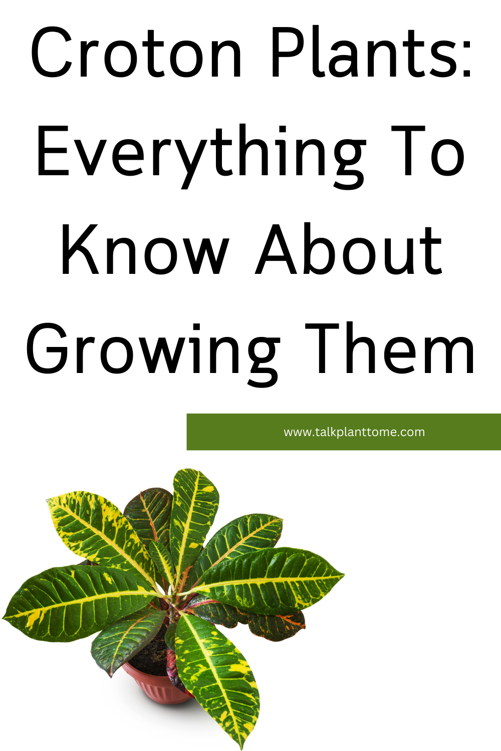 Croton Plants: Everything To Know About Growing Them – | Talk Plant To Me