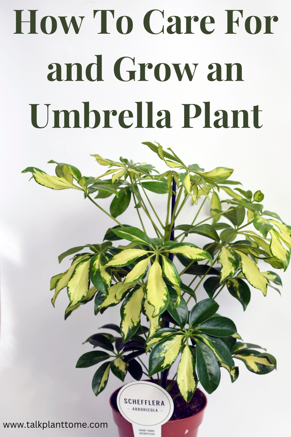 How To Care For and Grow an Umbrella Plant – | Talk Plant To Me