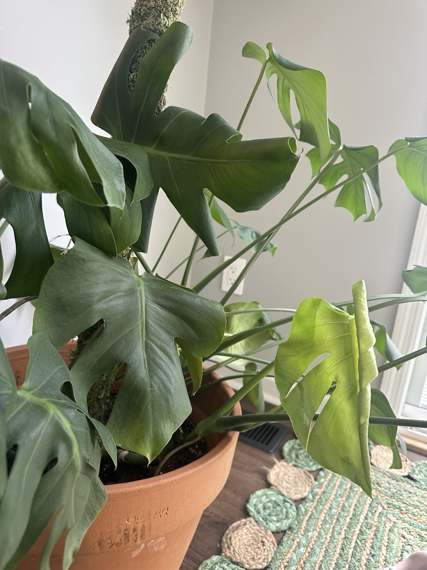 How To Revive A Dying Monstera Plant – | Talk Plant To Me
