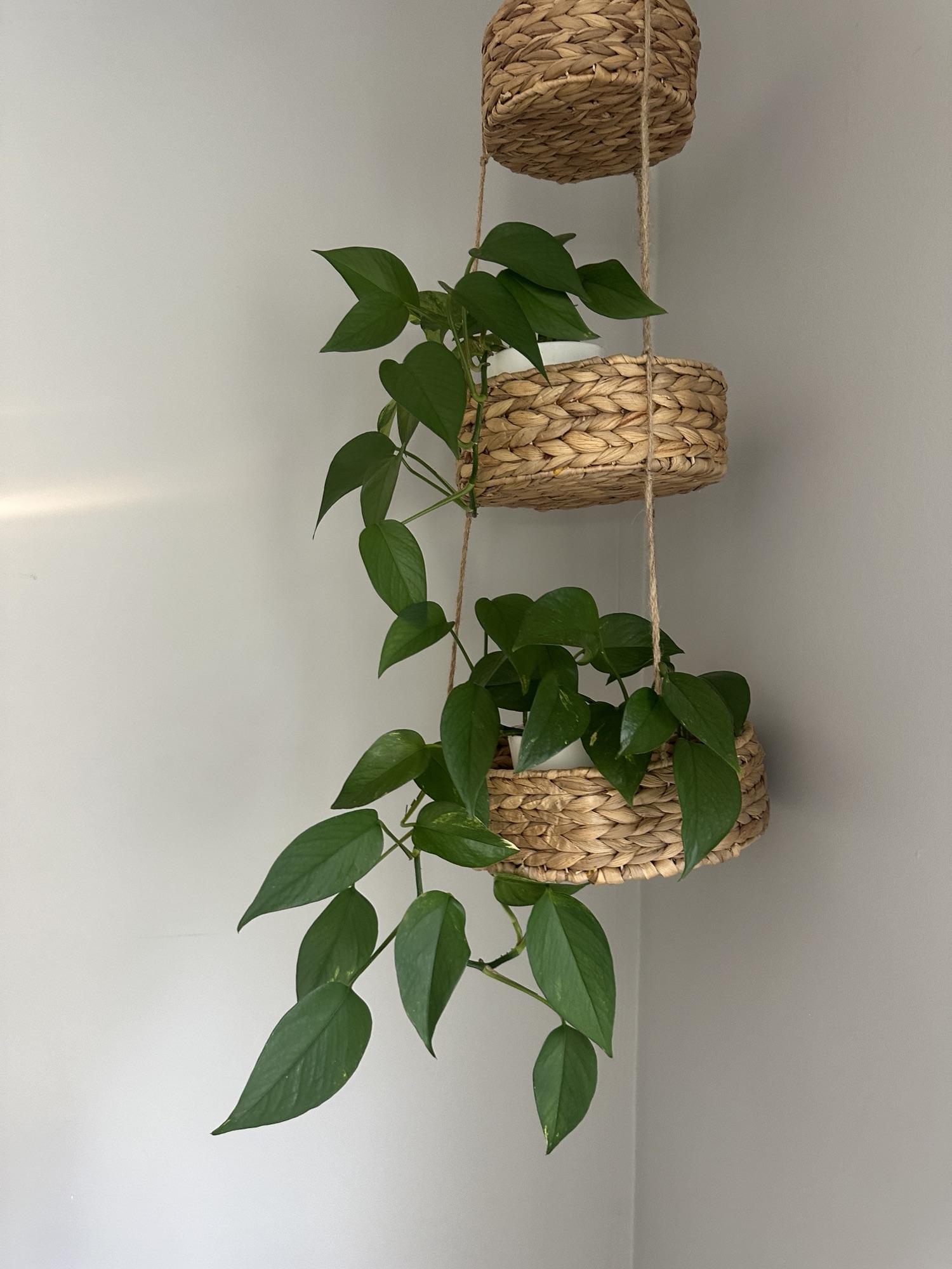 | Talk Plant To Me | – your house plant guide