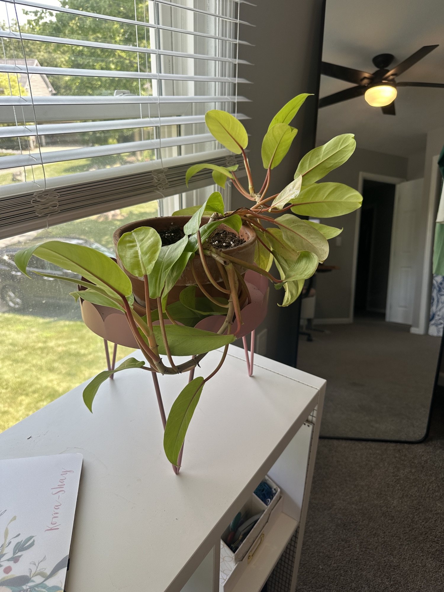 What To Do If Your Home Is Too Cold For Plants – | Talk Plant To Me