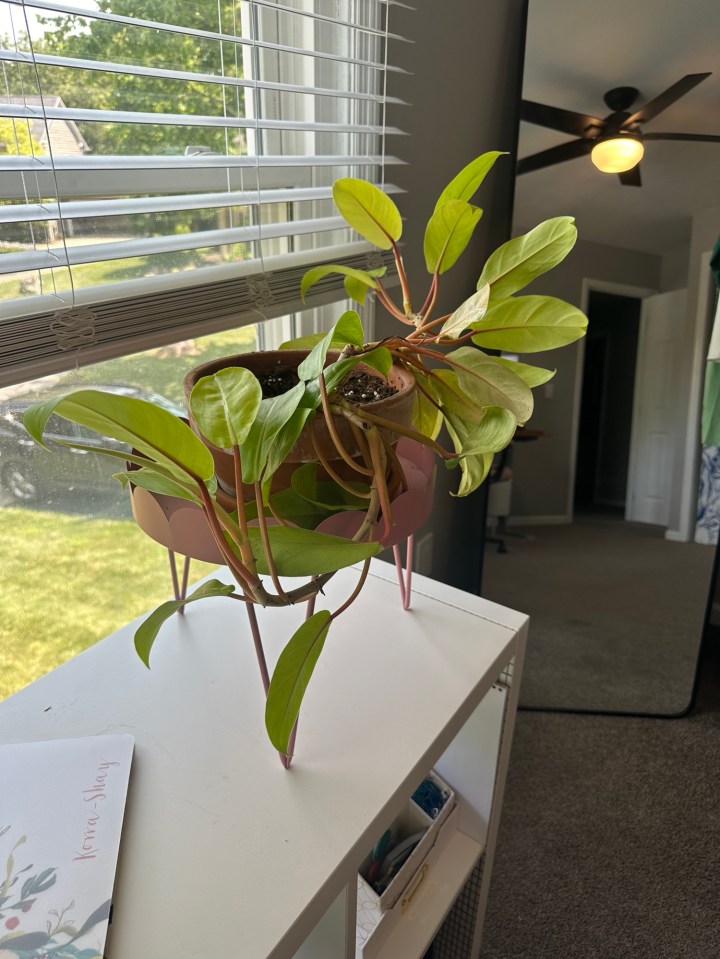 What To Do If Your Home Is Too Cold For Plants – | Talk Plant To Me