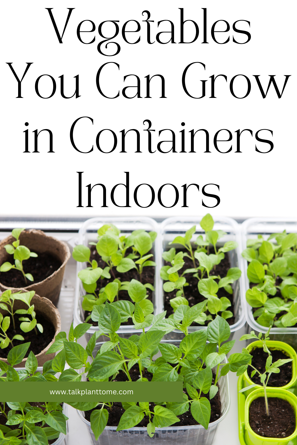 Vegetables You Can Grow in Containers Indoors – | Talk Plant To Me
