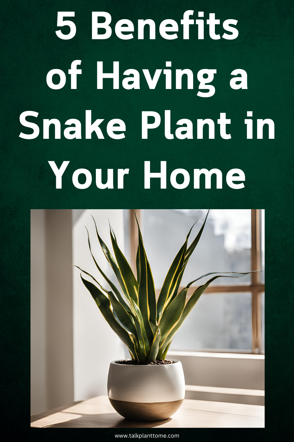 5 Benefits of Having a Snake Plant in Your Home – | Talk Plant To Me