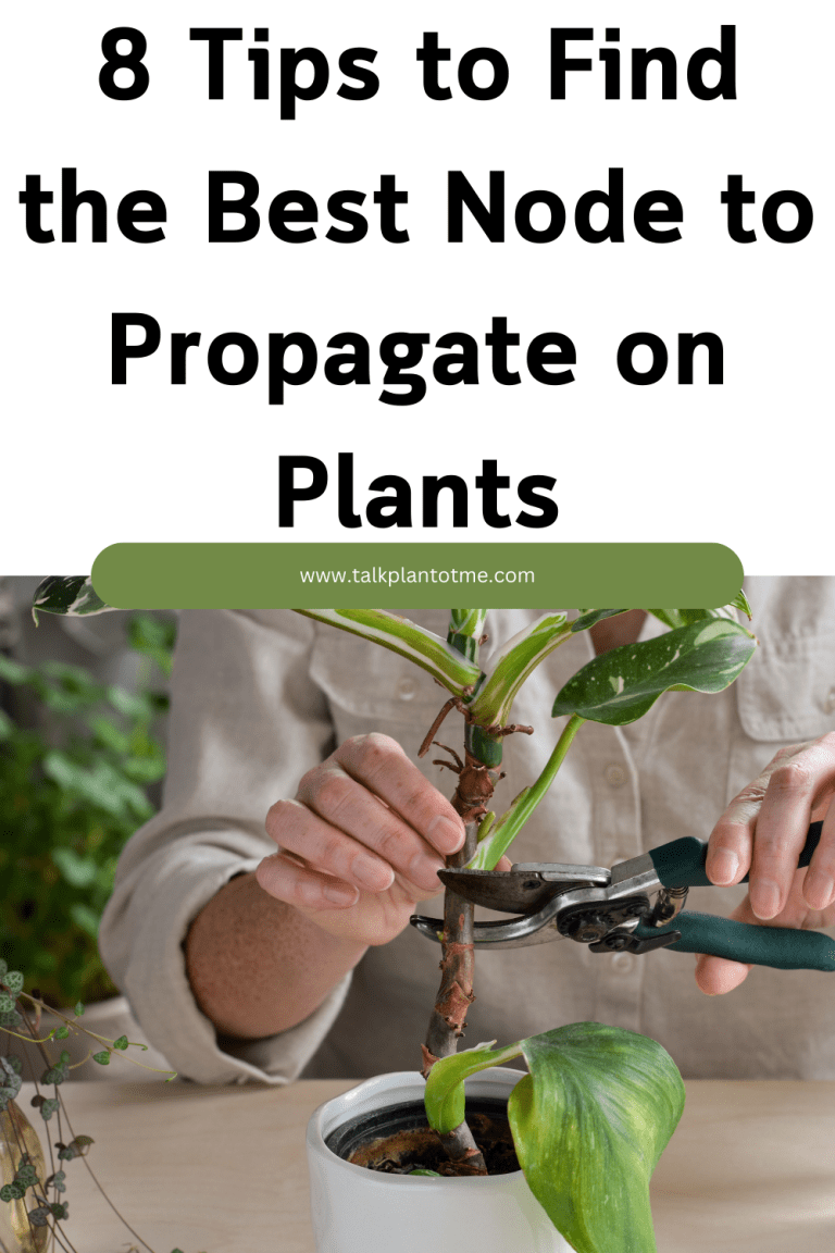 8 Tips to Find the Best Node to Propagate on Plants – | Talk Plant To Me