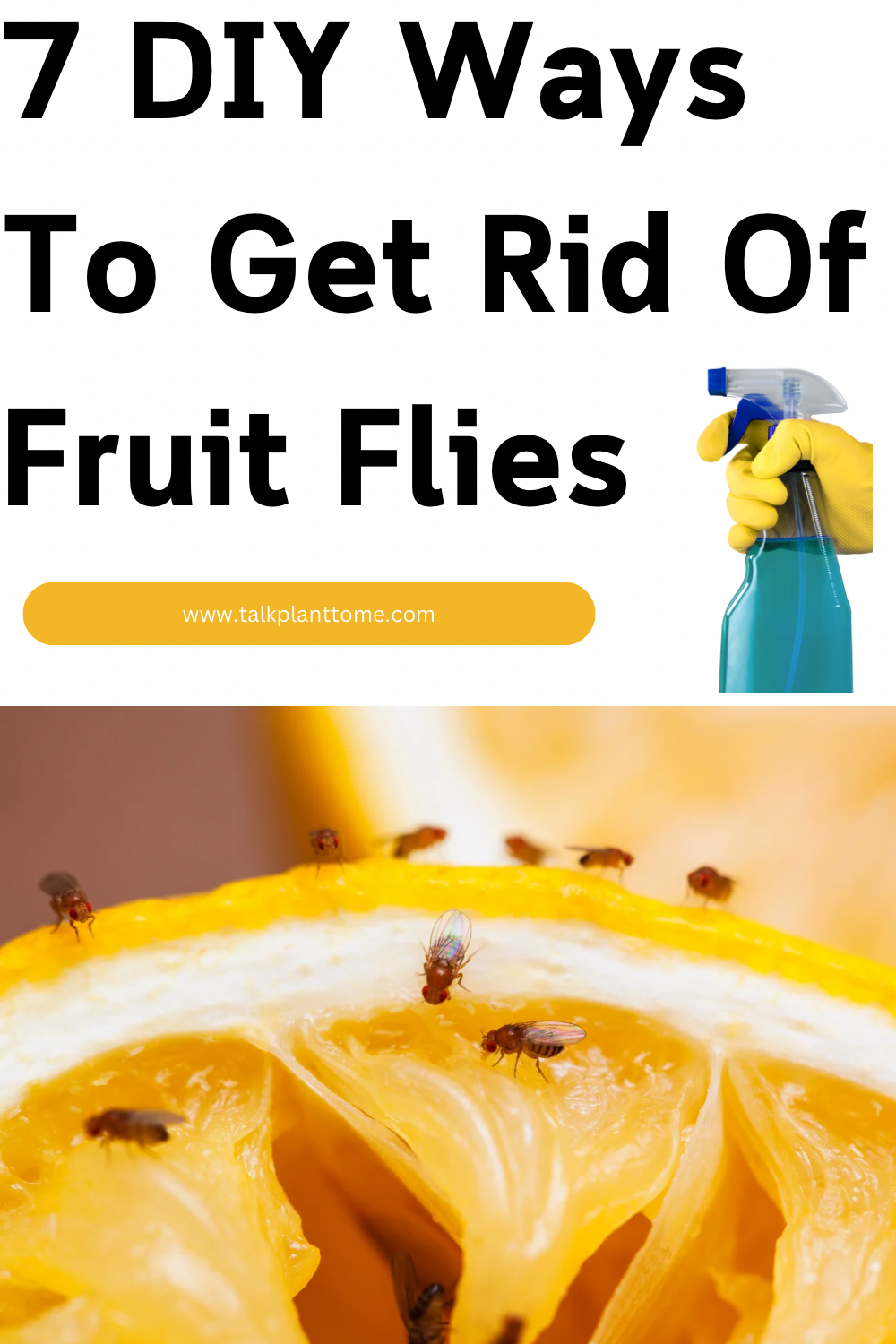 7 DIY Ways To Get Rid Of Fruit Flies – | Talk Plant To Me