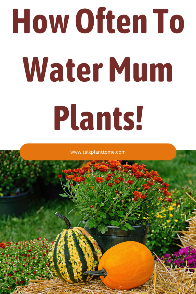 How Often To Water Mum Plants! – | Talk Plant To Me