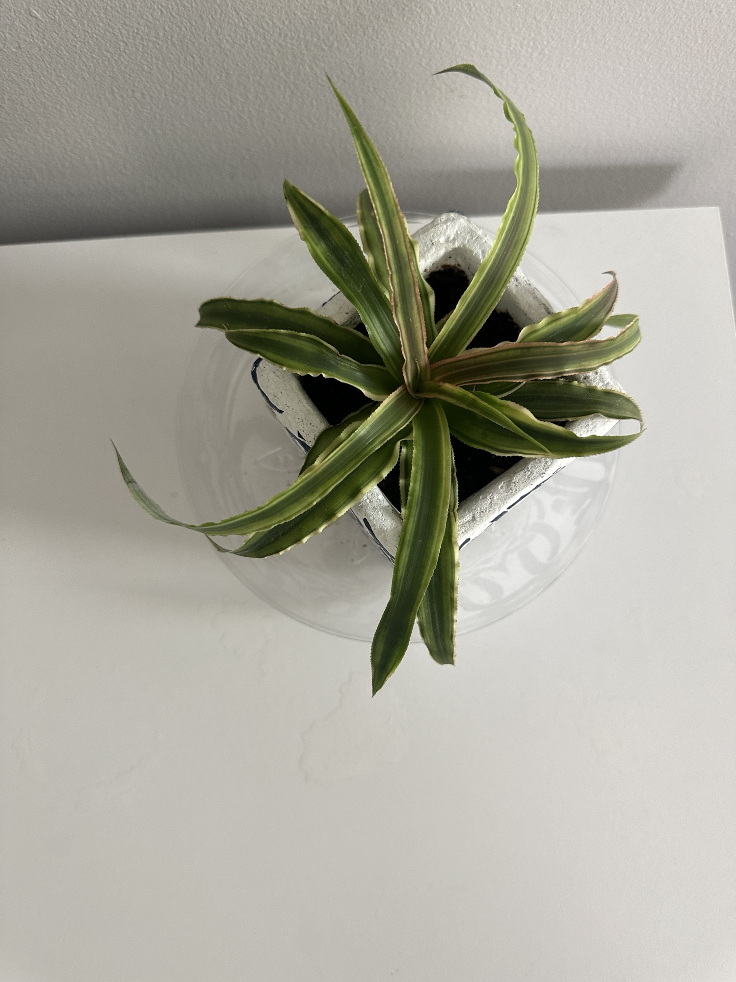 How To Tell If Your House Is Too Cold For Your Plants – | Talk Plant To ...