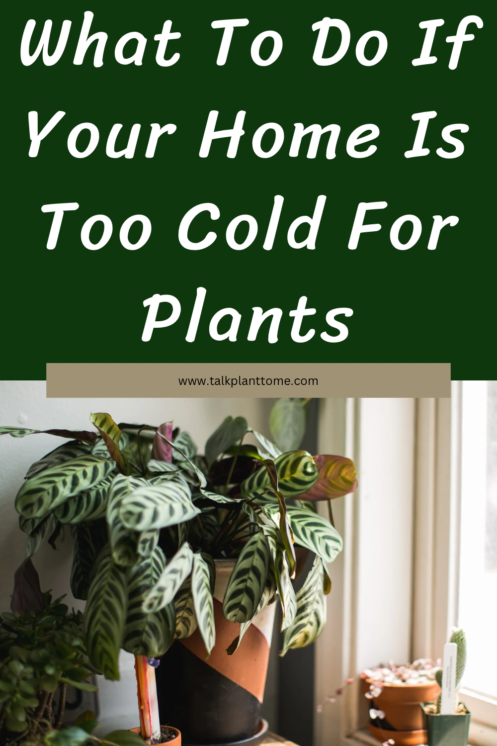 What To Do If Your Home Is Too Cold For Plants – | Talk Plant To Me
