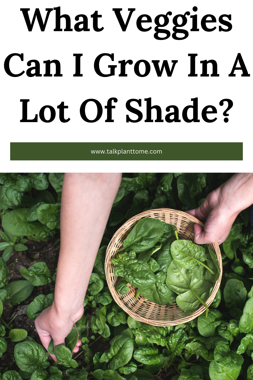 What Veggies Can I Grow In A Lot Of Shade? – | Talk Plant To Me