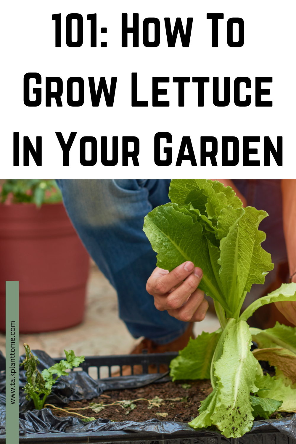 101: How To Grow Lettuce In Your Garden – | Talk Plant To Me