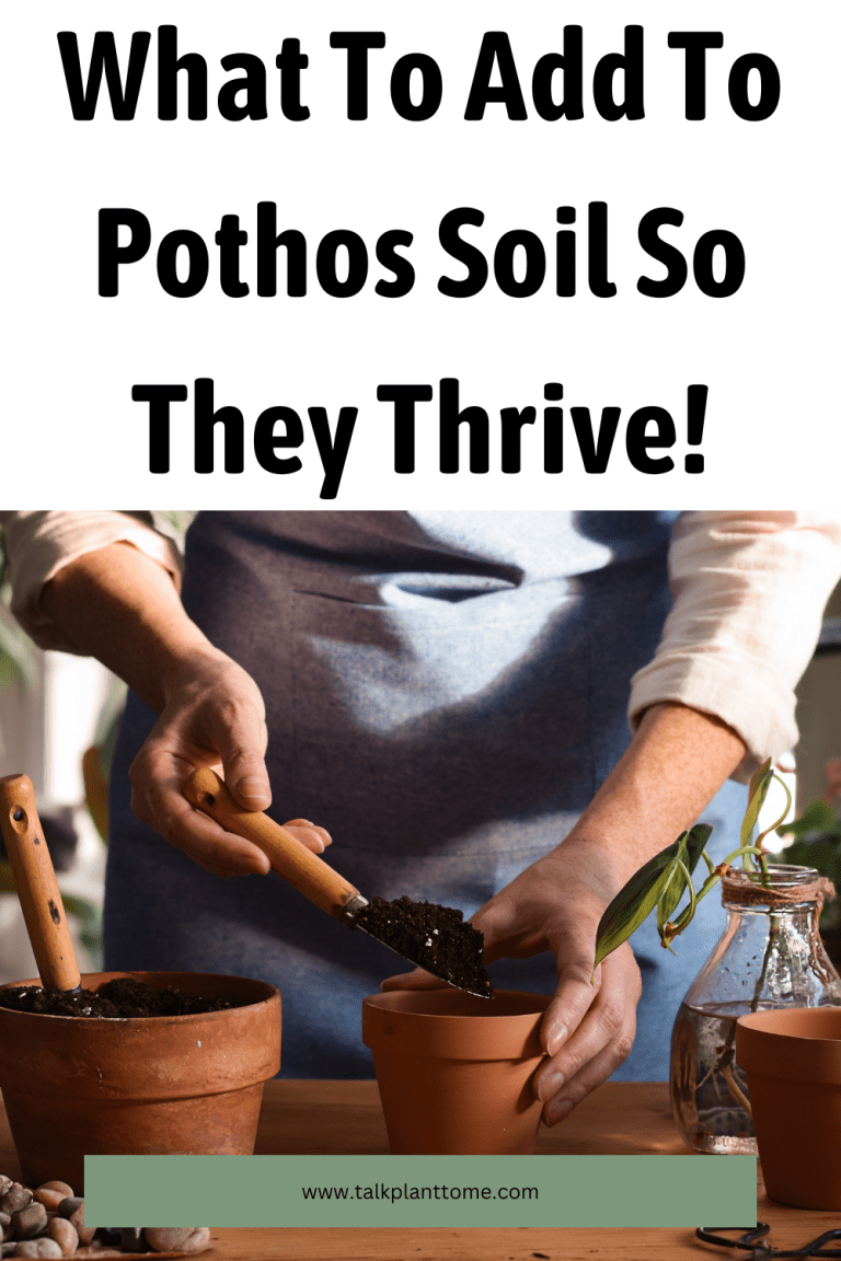 What To Add To Pothos Soil So They Thrive! – | Talk Plant To Me