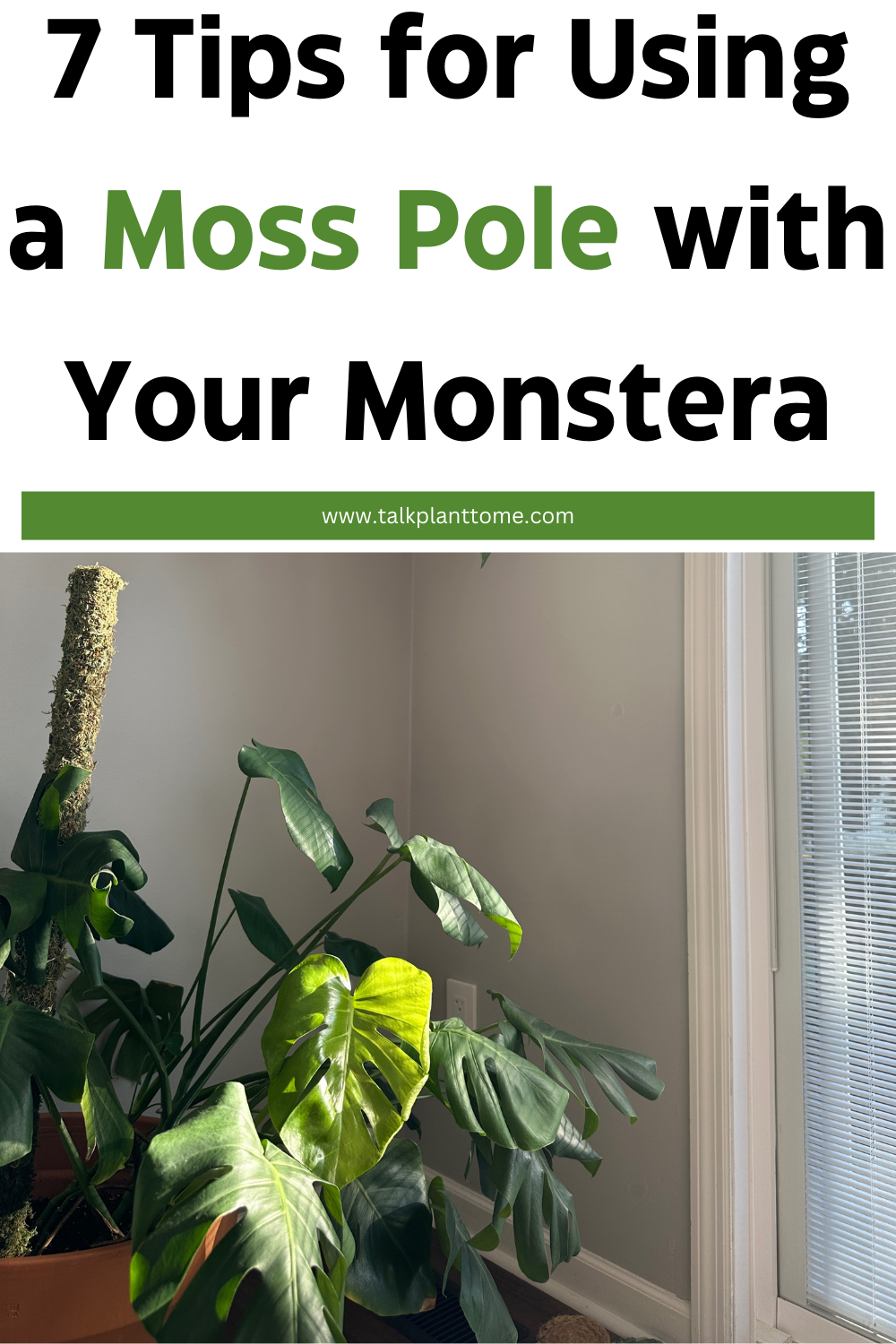 7 Tips for Using a Moss Pole with Your Monstera: Let Them Climb ...