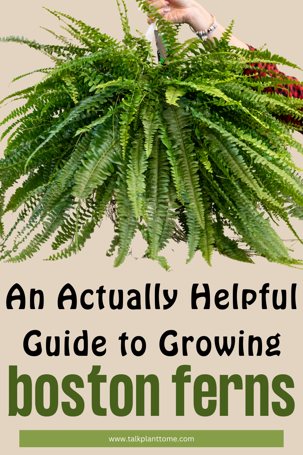 An Actually Helpful Guide to Growing Boston Ferns – | Talk Plant To Me