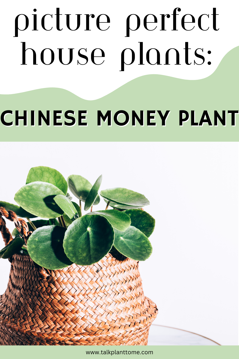 The 10 Most Instagram-Worthy Houseplants – | Talk Plant To Me