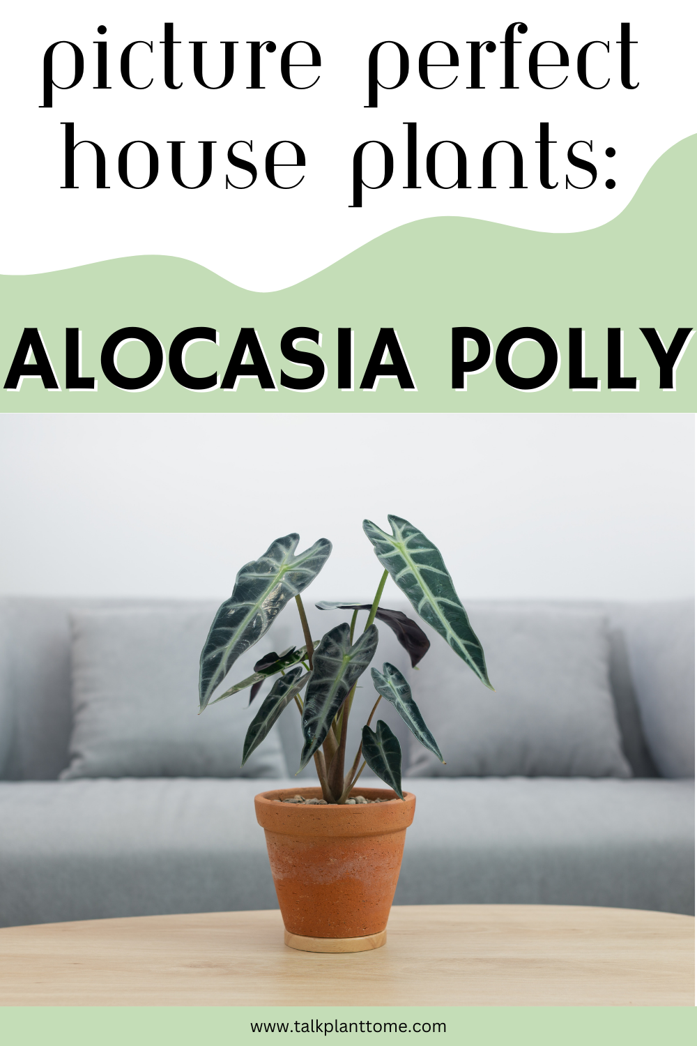 The 10 Most Instagram-Worthy Houseplants – | Talk Plant To Me