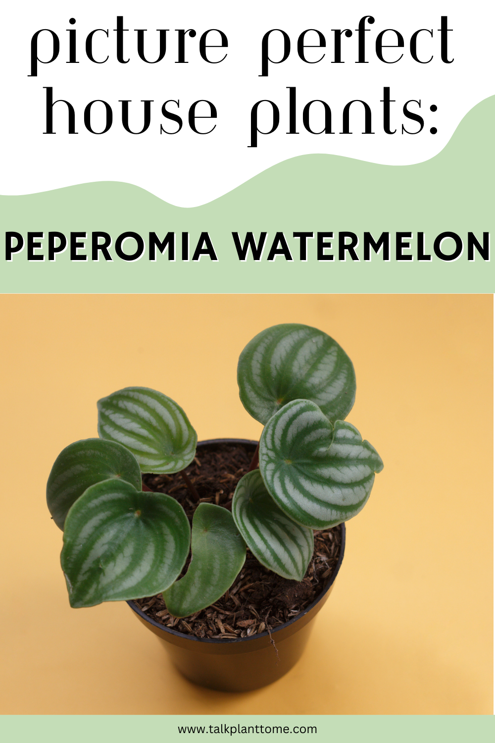 The 10 Most Instagram-Worthy Houseplants – | Talk Plant To Me