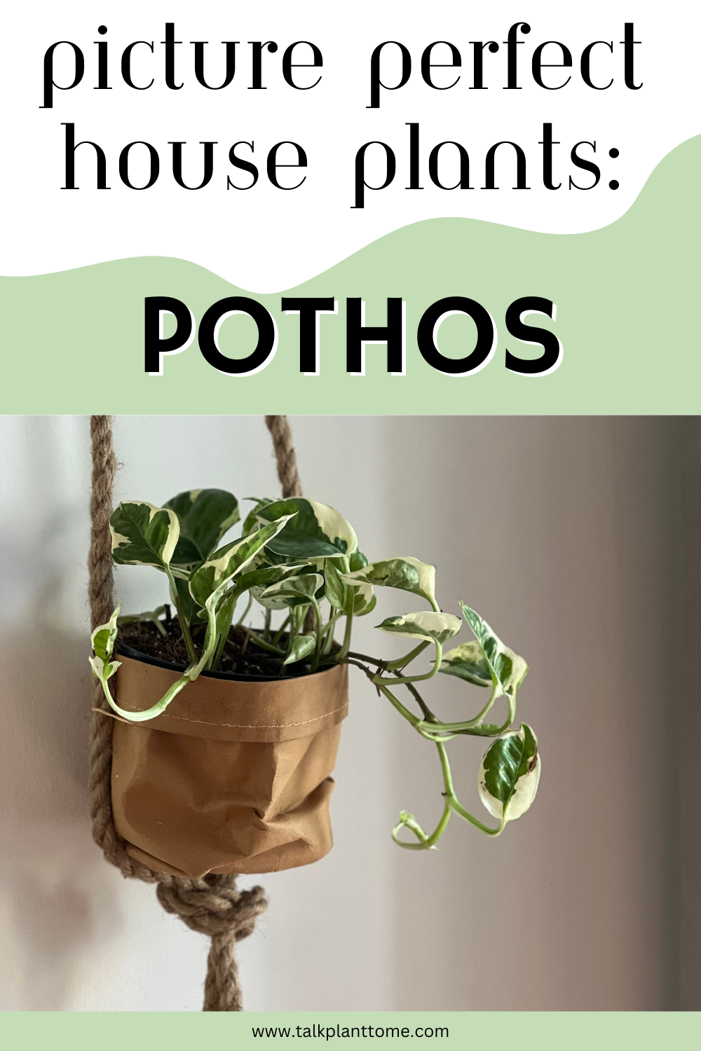 The 10 Most Instagram-Worthy Houseplants – | Talk Plant To Me