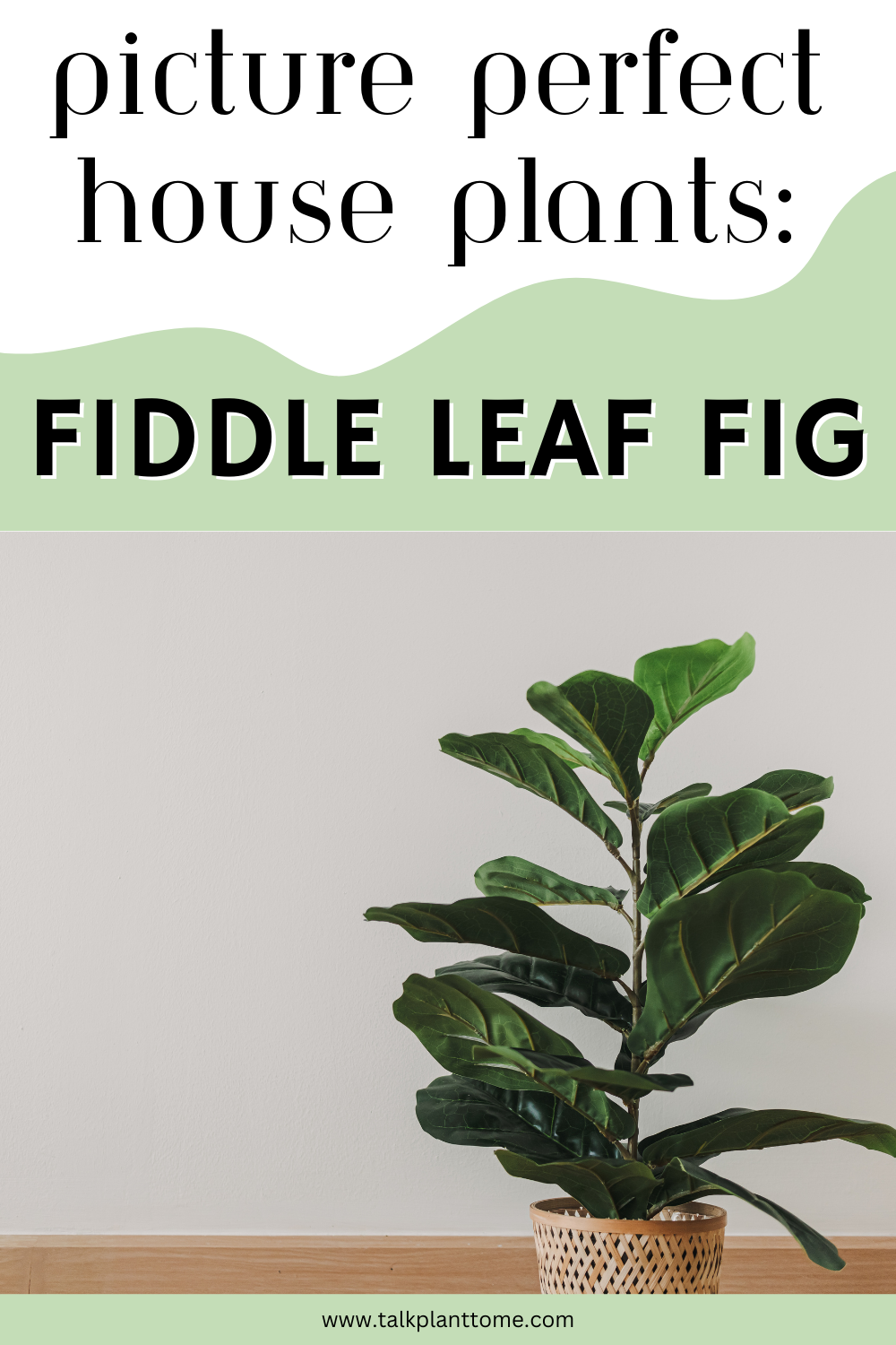 The 10 Most Instagram-Worthy Houseplants – | Talk Plant To Me