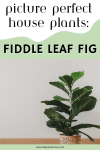 The 10 Most Instagram-Worthy Houseplants – | Talk Plant To Me