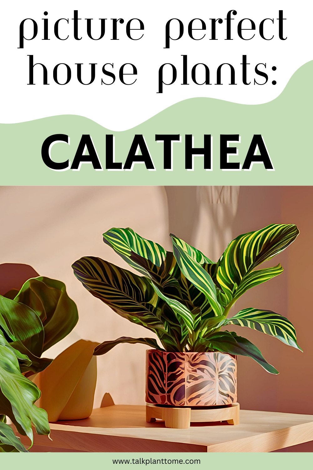 The 10 Most Instagram-Worthy Houseplants – | Talk Plant To Me