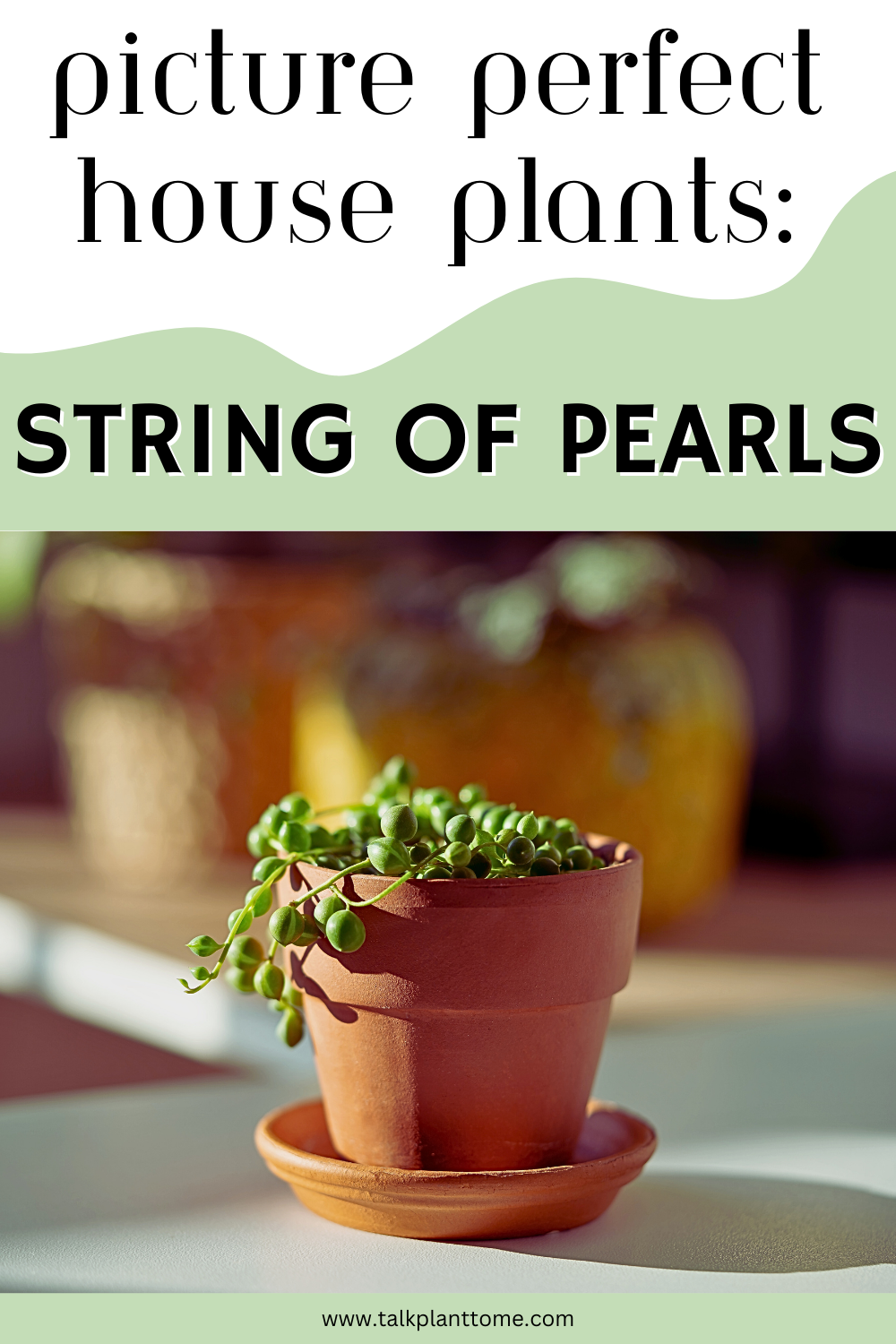 The 10 Most Instagram-Worthy Houseplants – | Talk Plant To Me