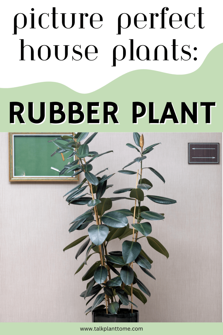 The 10 Most Instagram-Worthy Houseplants – | Talk Plant To Me