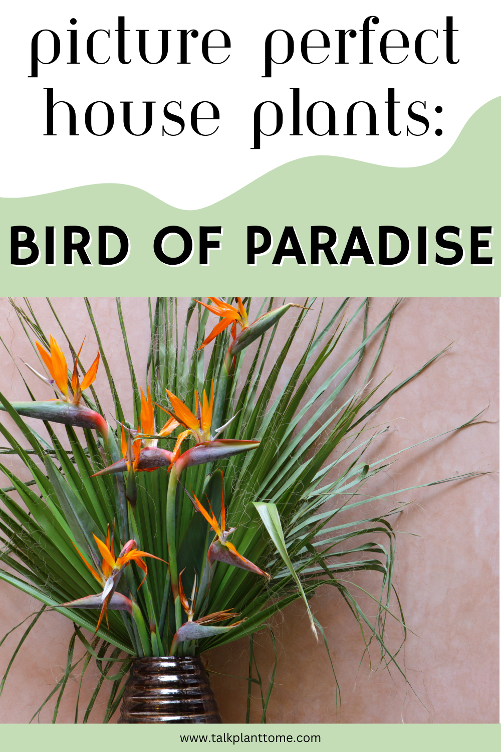 The 10 Most Instagram-Worthy Houseplants – | Talk Plant To Me