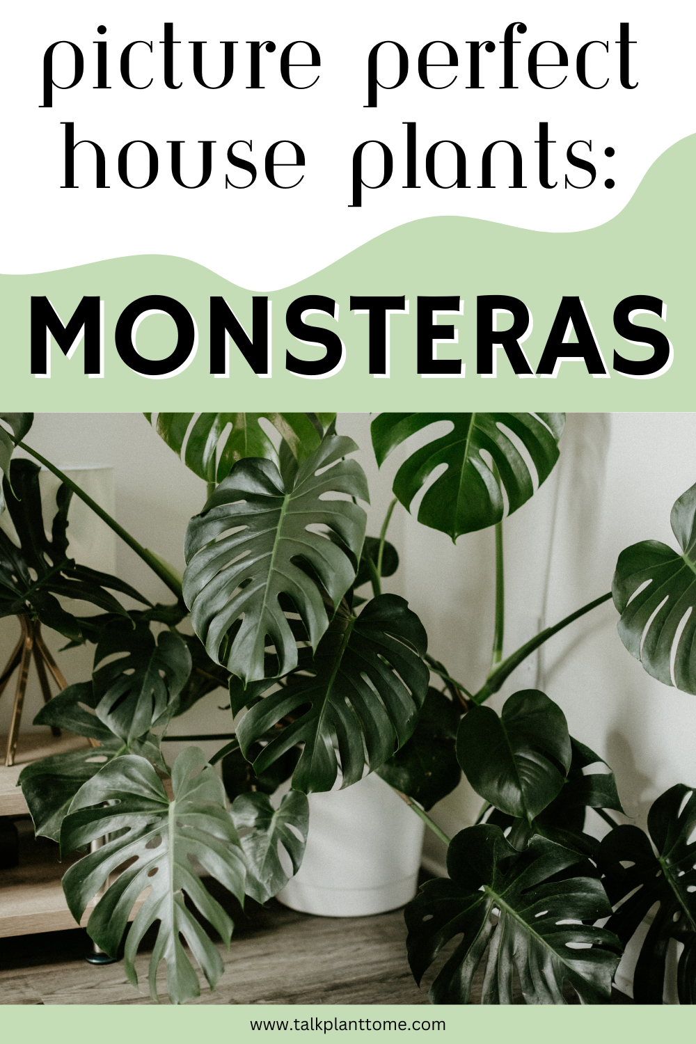 The 10 Most Instagram-Worthy Houseplants – | Talk Plant To Me