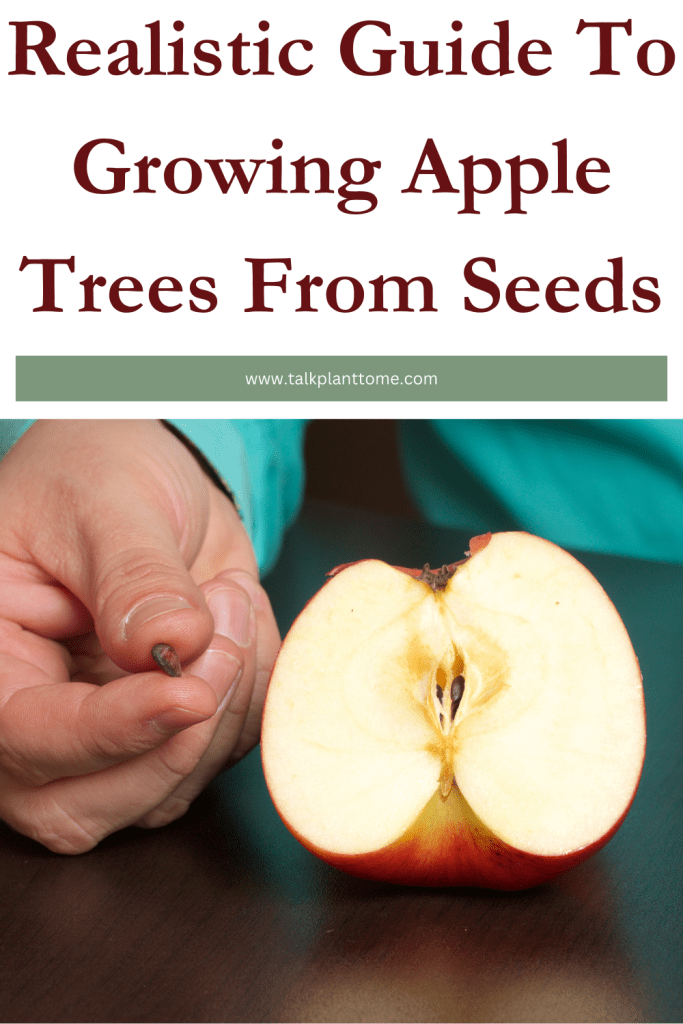 Realistic Guide To Growing Apple Trees From Seeds – | Talk Plant To Me