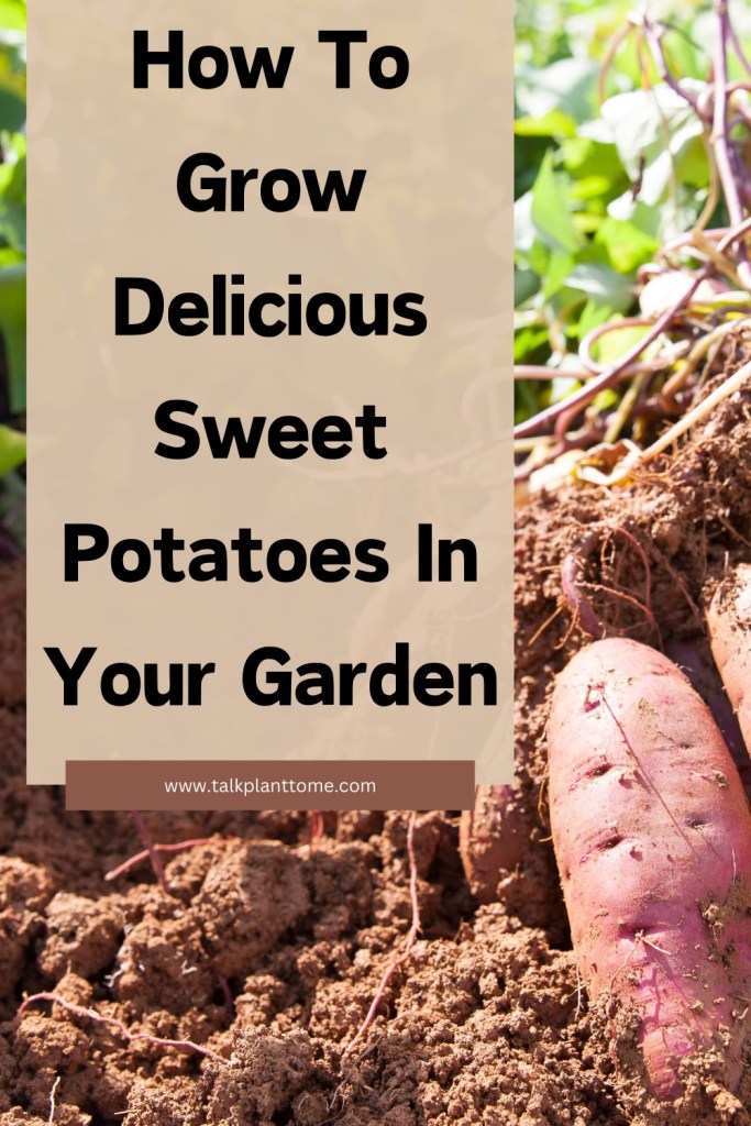 How To Grow Delicious Sweet Potatoes In Your Garden – | Talk Plant To Me