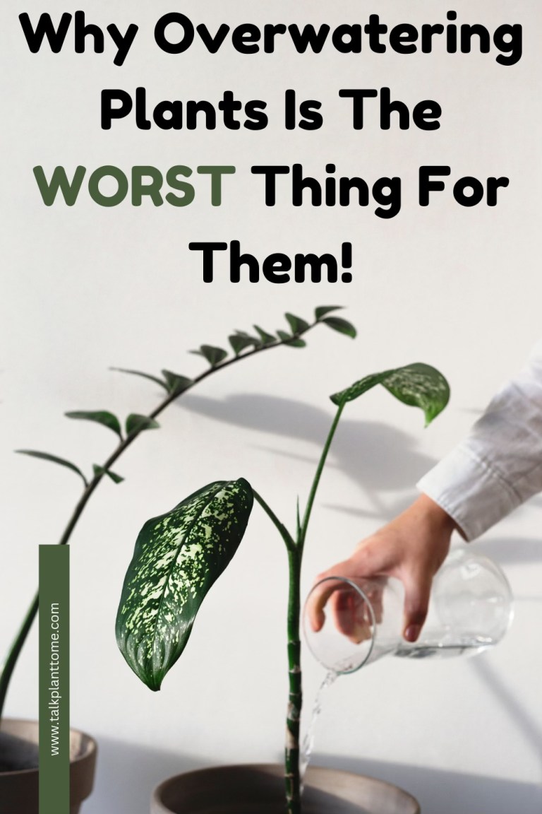 Why Overwatering Plants Is The Worst Thing For Them! – | Talk Plant To Me