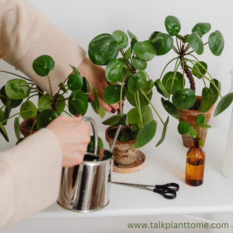 Why Overwatering Plants Is The Worst Thing For Them! – | Talk Plant To Me