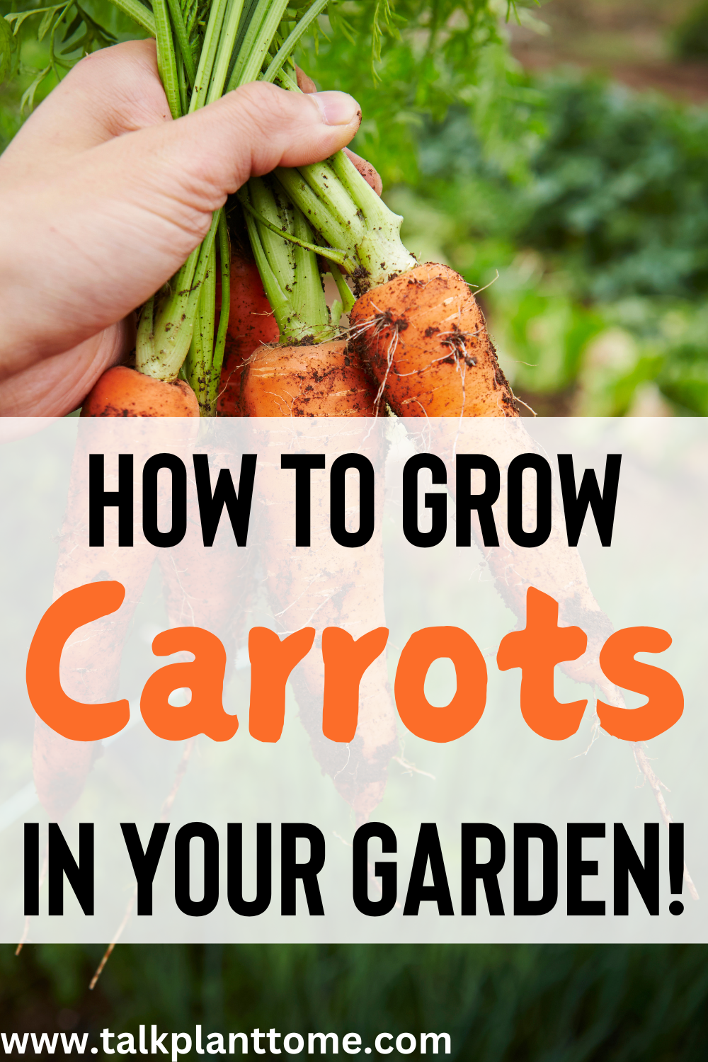 How To Grow Carrots In Your Garden! – | Talk Plant To Me