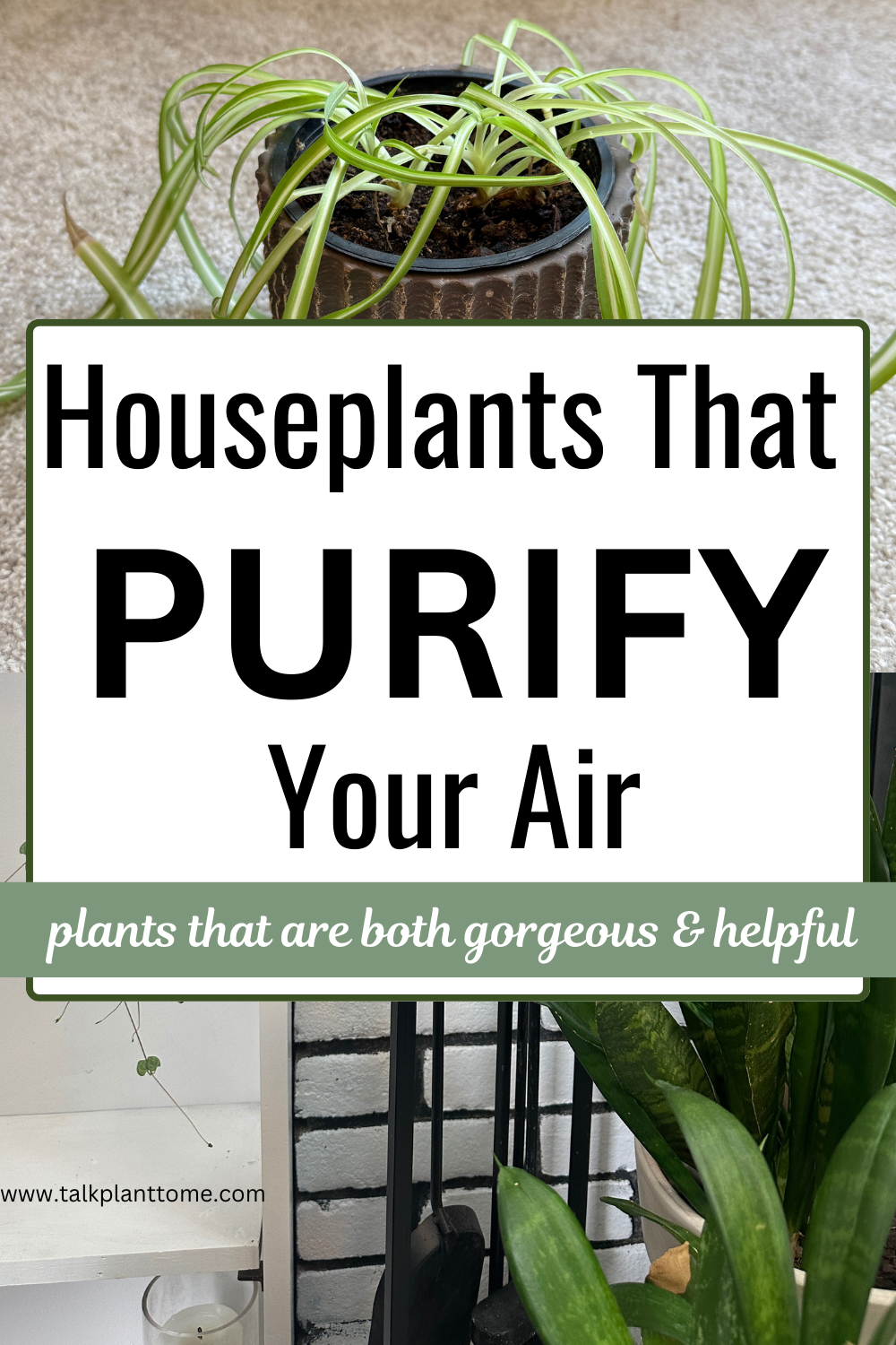 Houseplants That Purify Your Air: Gorgeous & Helpful! – | Talk Plant To ...