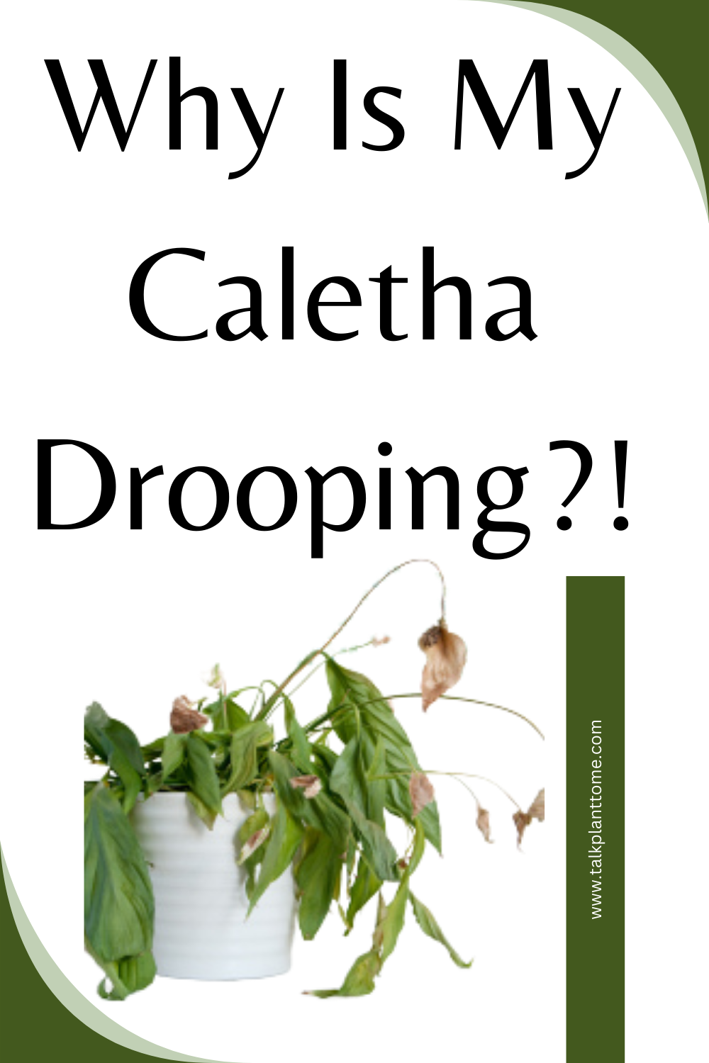 Why Is My Caletha Drooping?! – | Talk Plant To Me