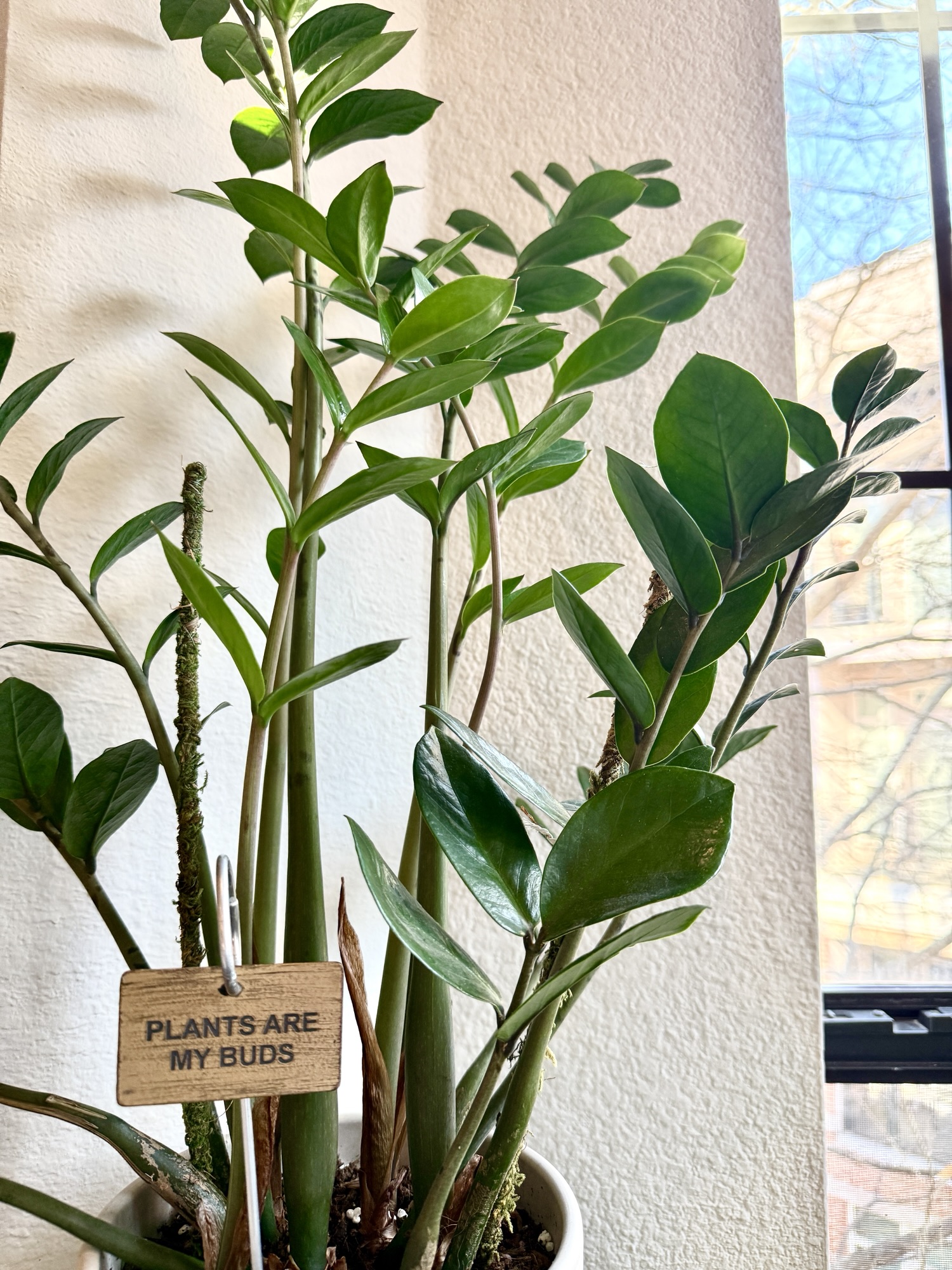 | Talk Plant To Me | – your house plant guide