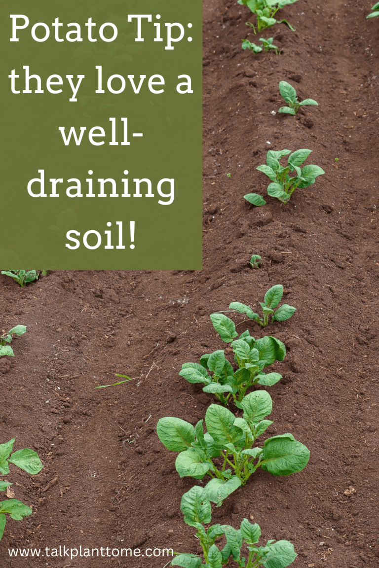 Growing Potatoes With Ease: A Complete Guide – | Talk Plant To Me
