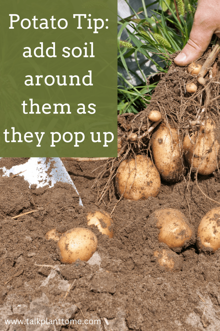 Growing Potatoes With Ease: A Complete Guide – | Talk Plant To Me